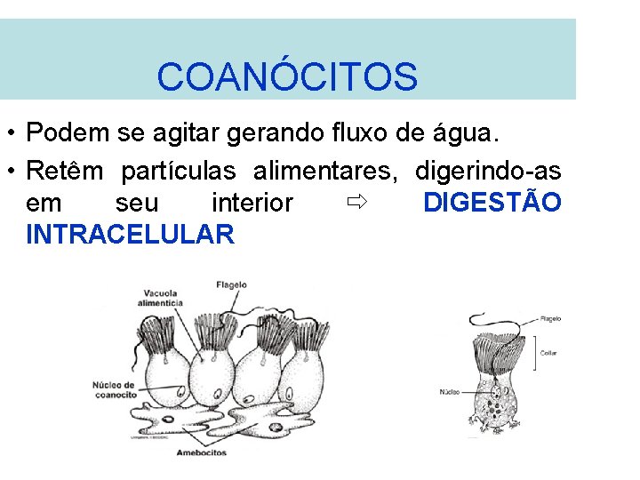 FILO PORIFERA AS ESPONJAS CARACTERSTICAS Corpo coberto poros