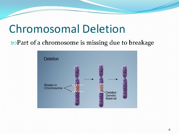 Chromosomes Karyotypes 1 Chromosome Number All cells in