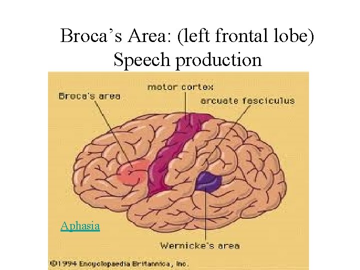 Braintastic A Stiles Original Production Brain Facts Male