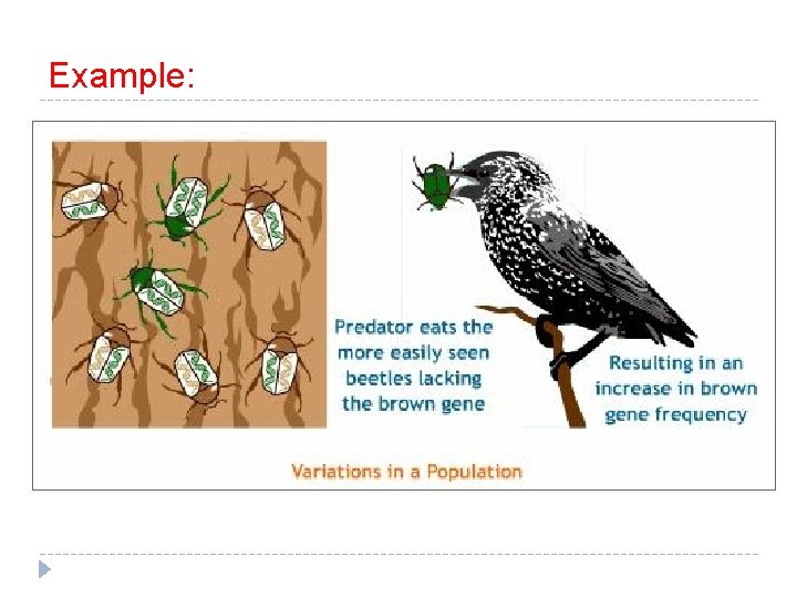 7 1 Adaptation and Variation SBI 3 U