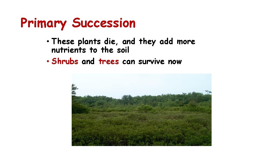 Bell Ringer A biologists compares how different ecosystems