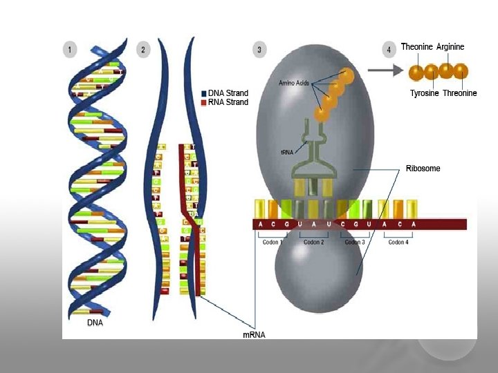 Standard 7 Protein Synthesis Team Science Protein Synthesis