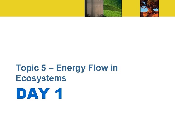 Topic 5 Energy Flow in Ecosystems DAY 1