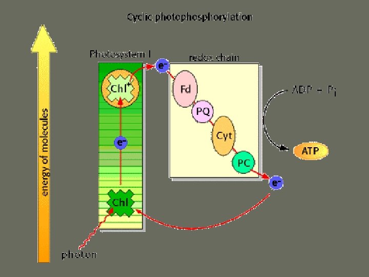 Photosynthesis Part 2 SBI 4 U October 9