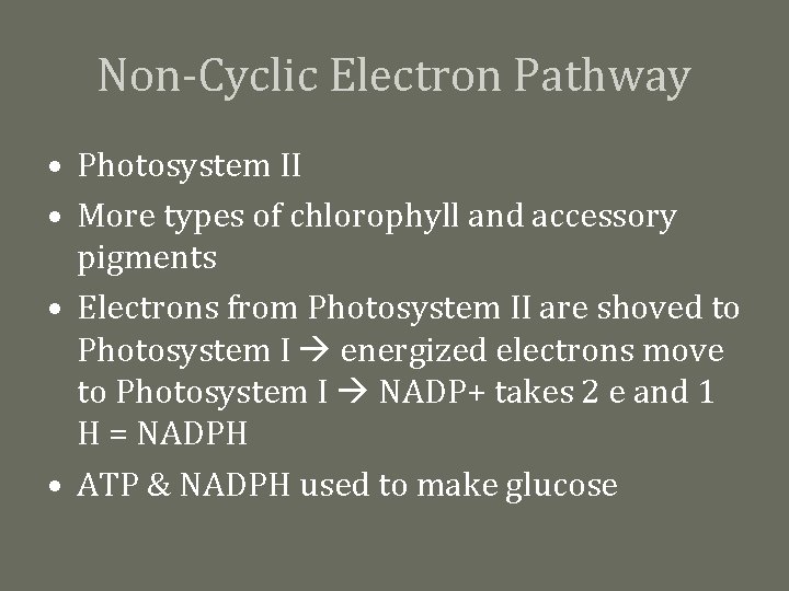 Photosynthesis Part 2 SBI 4 U October 9