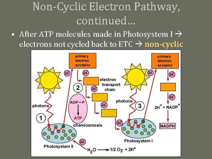 Photosynthesis Part 2 SBI 4 U October 9