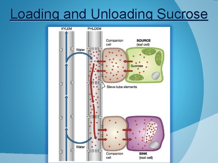 TRANSPORT IN MULTICELLULAR PLANTS Translocation is the transport