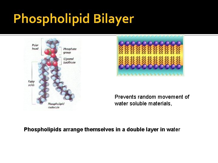 Chapter 3 The Cell The Plasma Membrane Lipid