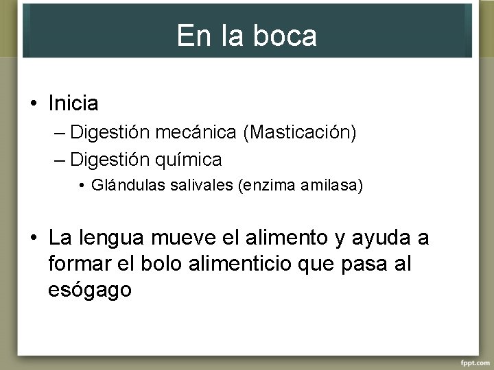 Sistema Digestivo y Sistema Endocrino Karina Orozco Funciones
