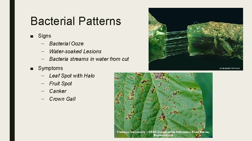PLANT KILLER What is killing our plants Learning