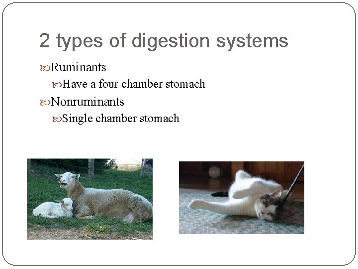 Digestive Systems 2 types of digestion systems Ruminants