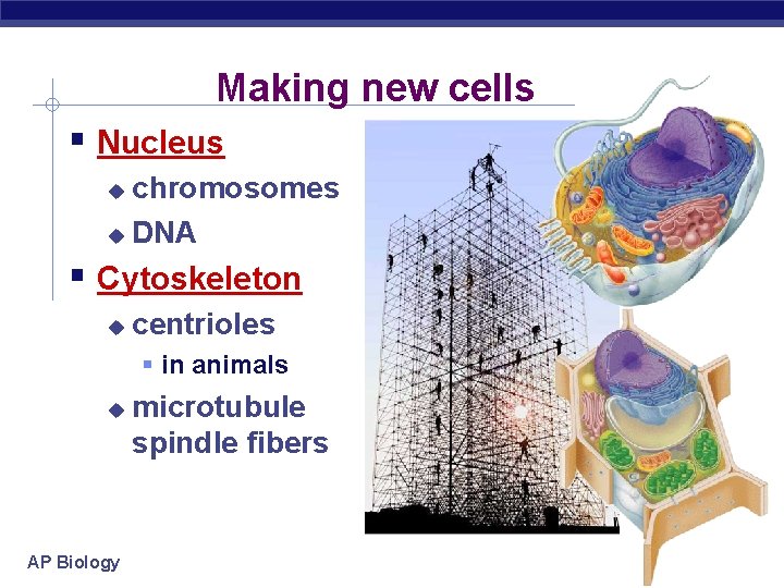 Chapter 12 1 12 2 The Cell Cycle