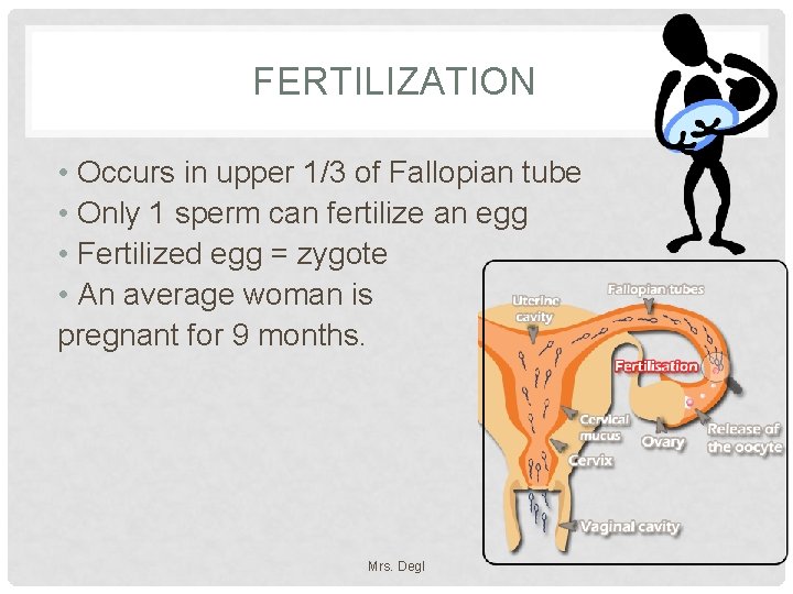 HUMAN REPRODUCTIVE SYSTEM Mrs Degl MALE REPRODUCTIVE SYSTEM