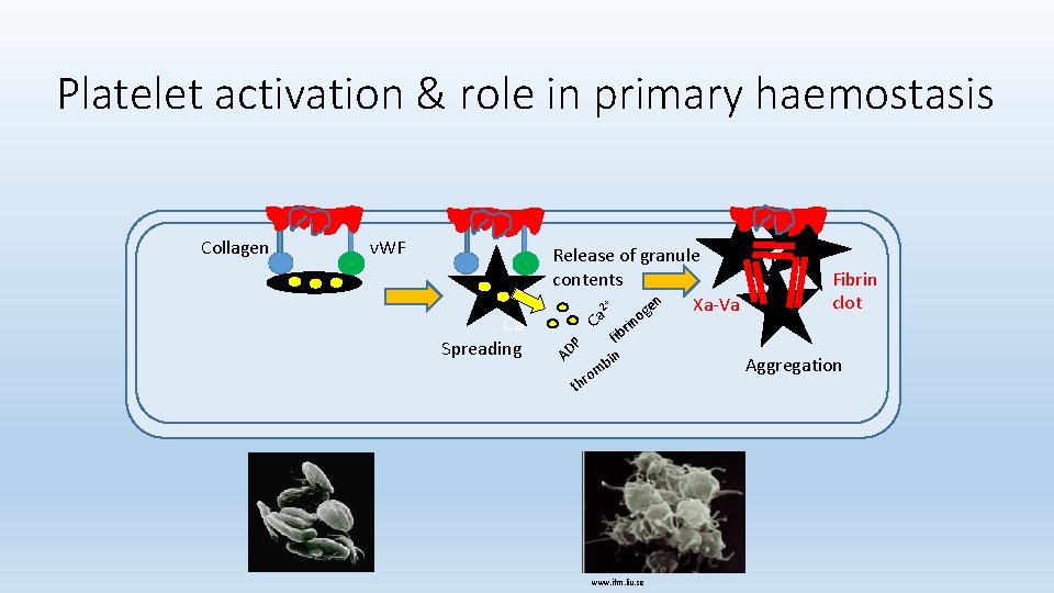 Problematic platelets Phase 2 a Lecture 11 th