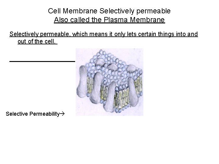 The CELL Just like our bodies cells must