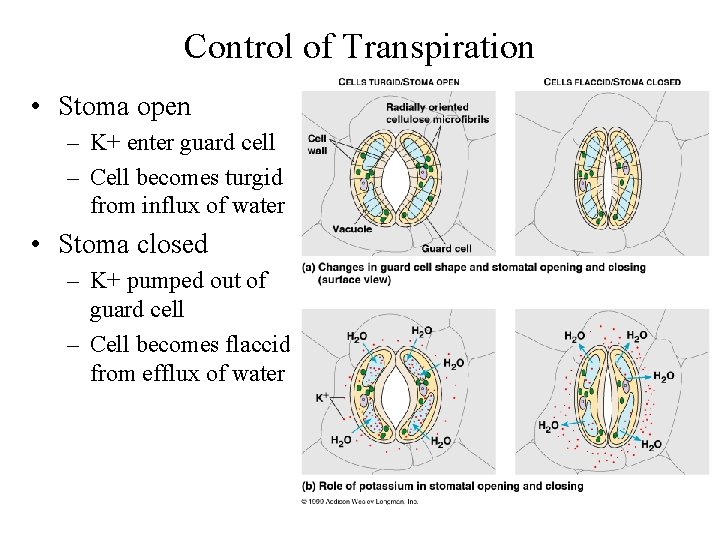 Plant Transport Transport Overview Water and minerals Sugars
