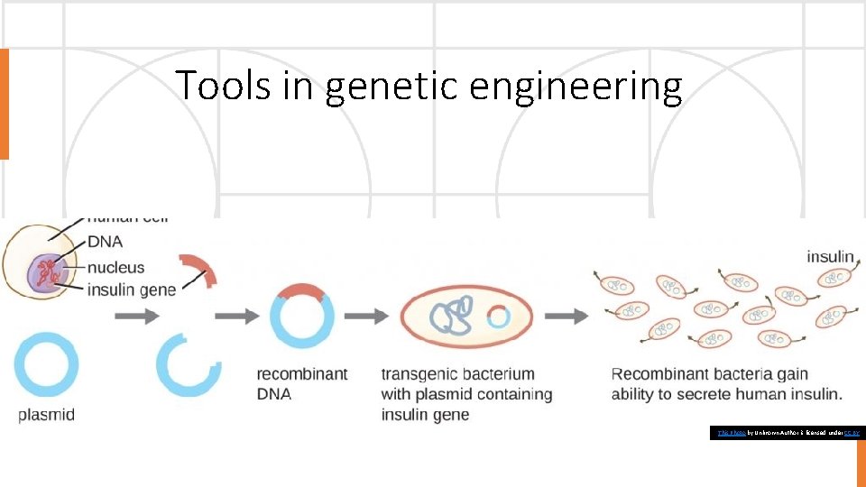 Genetic Manipulation Key tools Enzymes from bacteria which