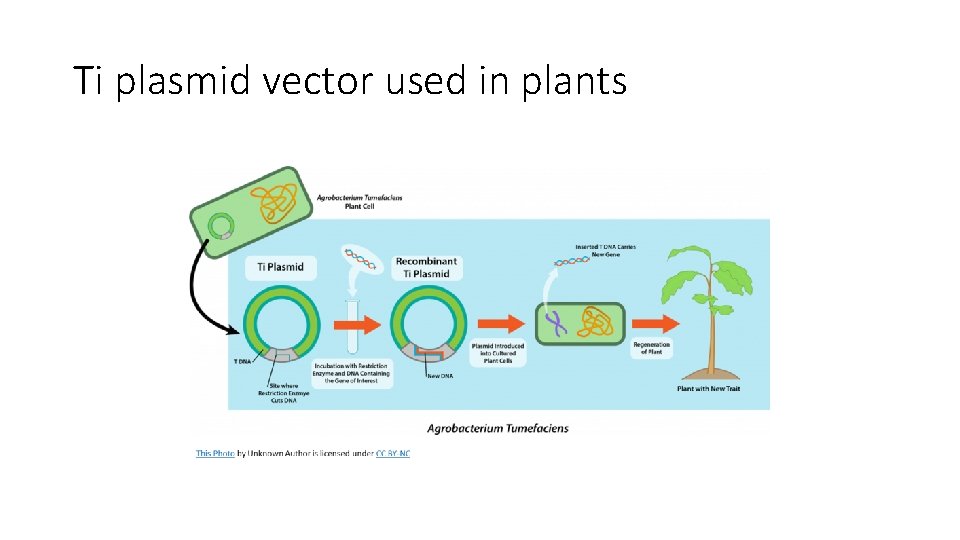 Genetic Manipulation Key tools Enzymes from bacteria which