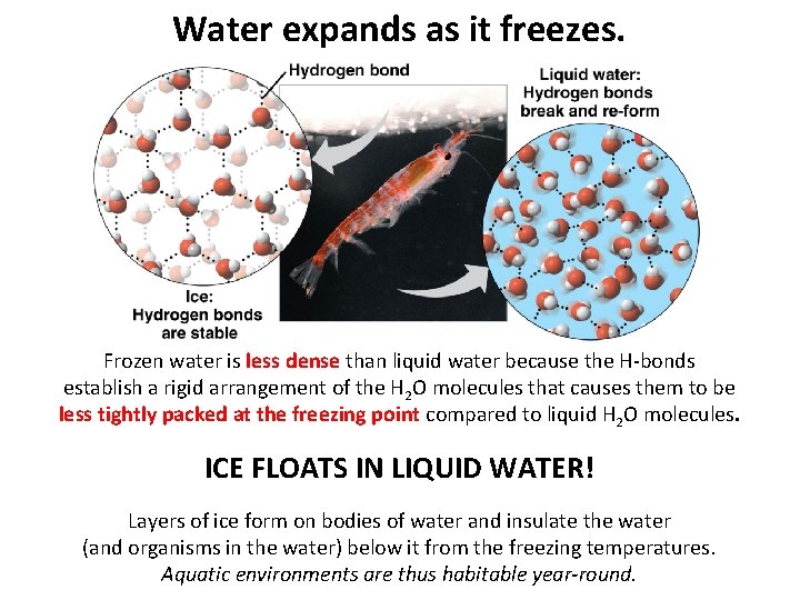 Why you can thank your lucky water molecules