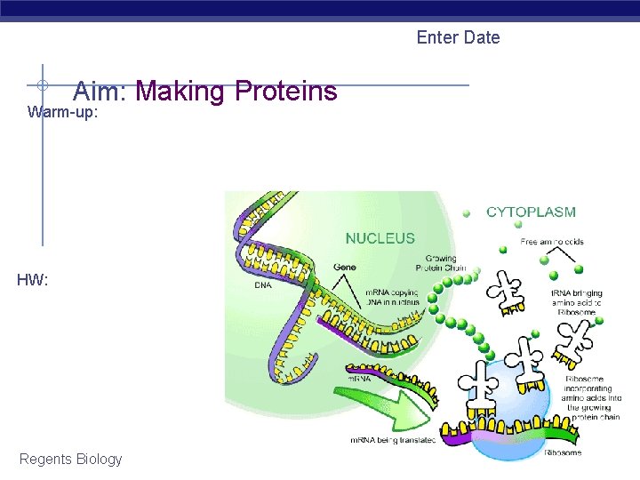 Enter Date Aim Making Proteins Warmup HW Regents