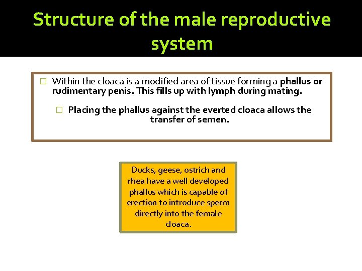 Catherine Warner Biology Revision Course MuscleSkeletal Systems Structure