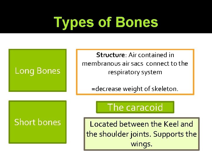 Catherine Warner Biology Revision Course MuscleSkeletal Systems Structure