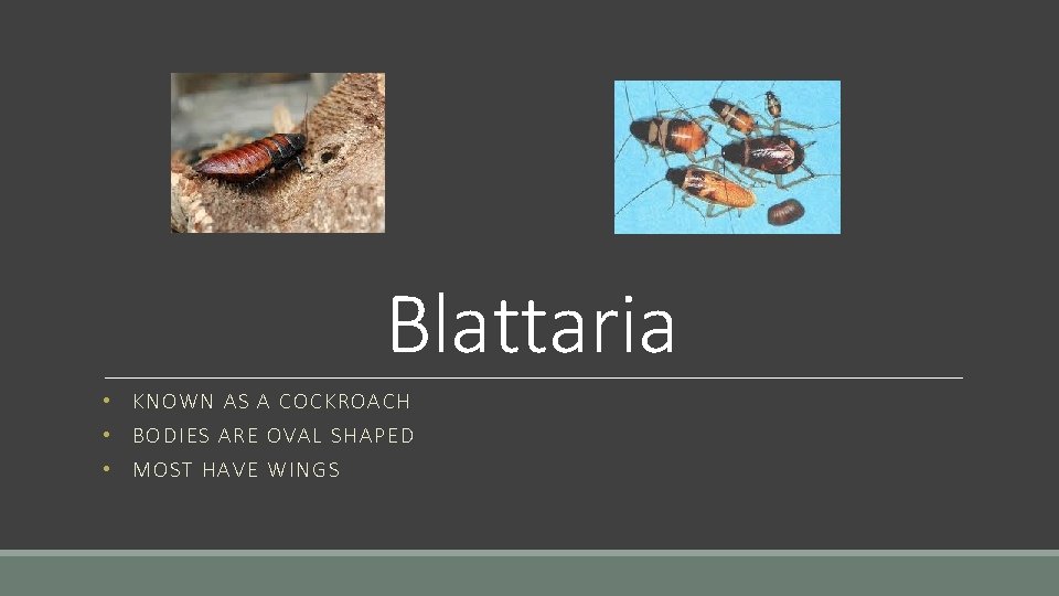 Insect Taxonomic Diversity BY ELIZABETH WYATT 2 N
