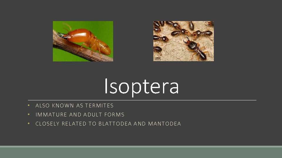 Insect Taxonomic Diversity BY ELIZABETH WYATT 2 N