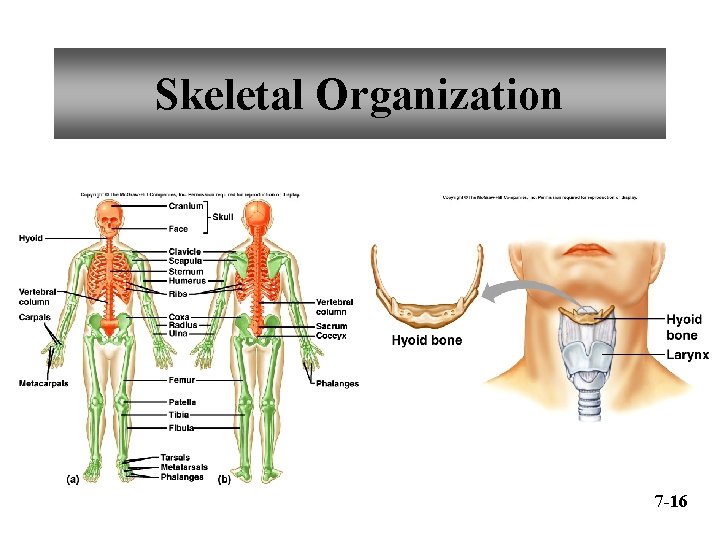 Skeletal Organization Axial Skeleton head neck trunk Appendicular