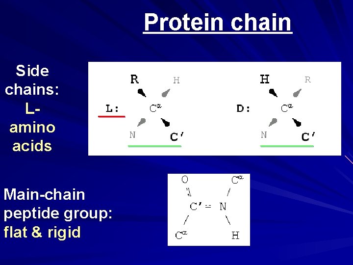 PROTEIN PHYSICS LECTURE 2 Protein chain regular backbone