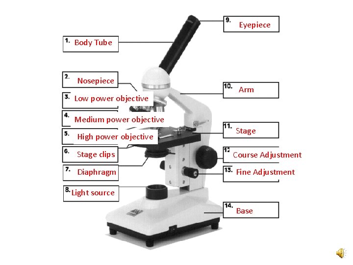Introduction to Microscopes Eyepiece Body Tube Nosepiece Low