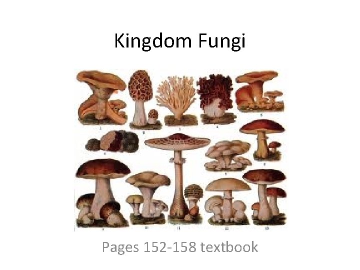 Kingdom Fungi Pages 152 158 textbook Cell type