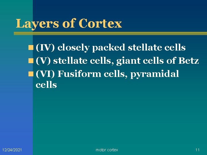 Motor Cortex Functional Anatomy Afferent Efferent Connections 12242021