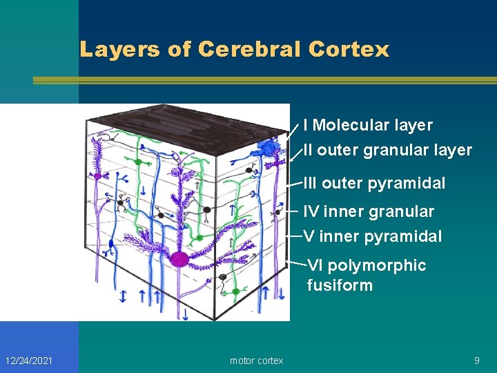 Motor Cortex Functional Anatomy Afferent Efferent Connections 12242021
