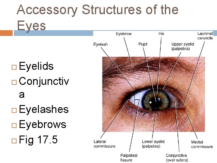 PART 6 Nervous system SPECIAL SENSES C VISION