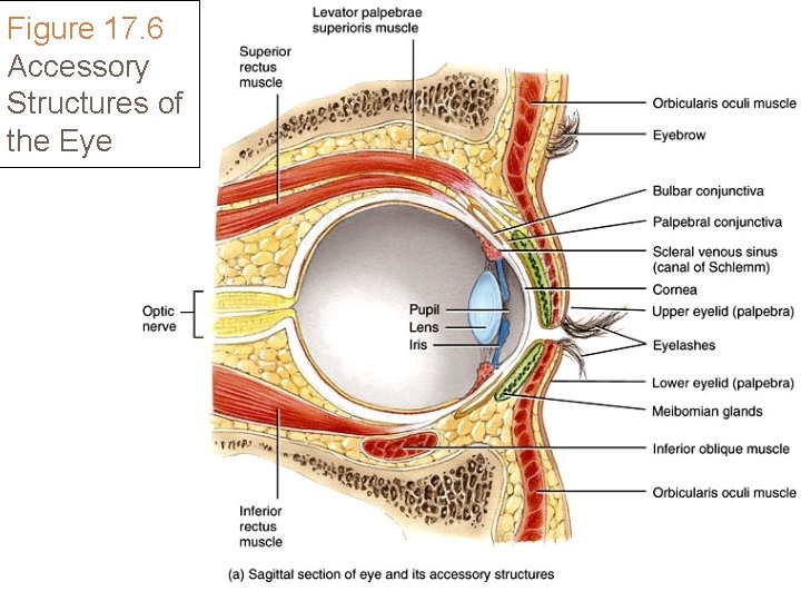 PART 6 Nervous system SPECIAL SENSES C VISION