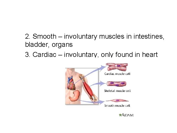 Human Body Systems Part 3 7 th grade