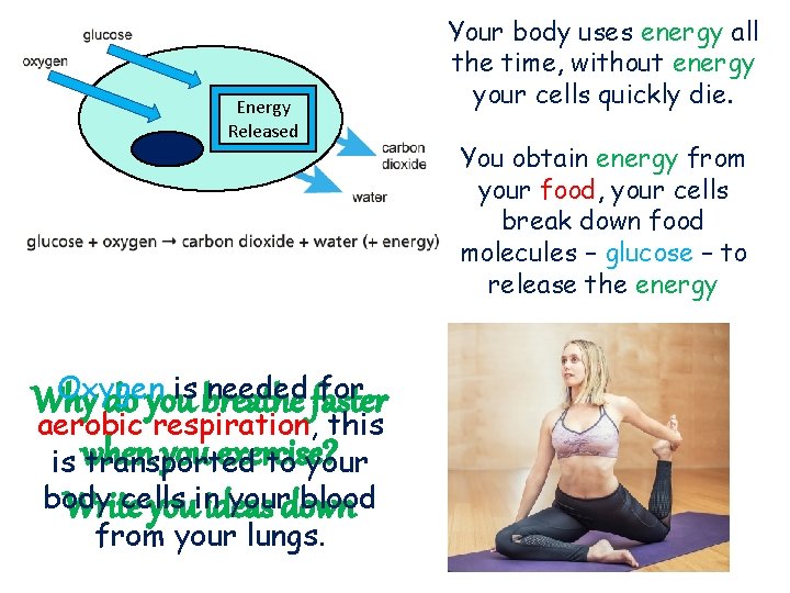 Aerobic Respiration DNA 1 What is released during