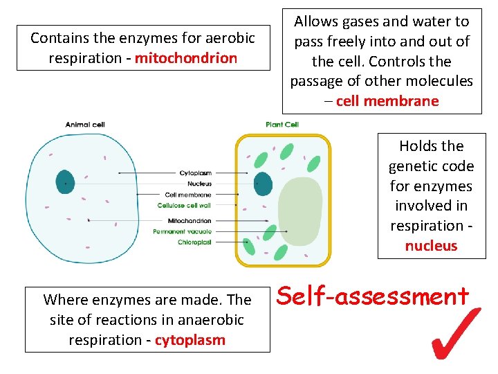 Aerobic Respiration DNA 1 What is released during