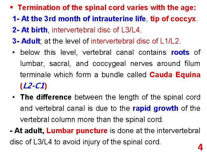 Spinal cord 1 Position of the spinal cord