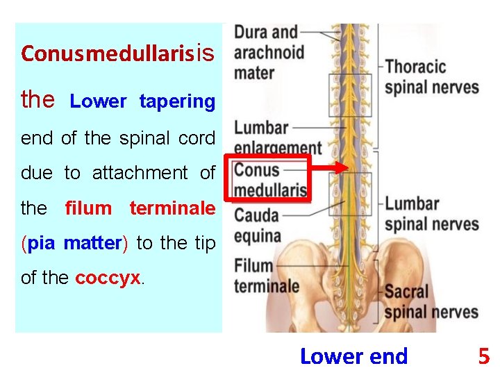 Spinal cord 1 Position of the spinal cord