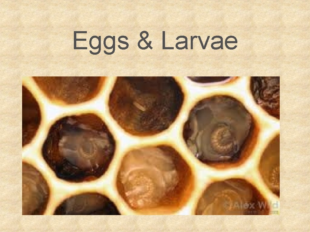 The Life of a honey bee Scott Davis