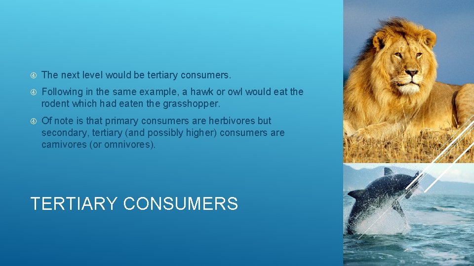 FOOD WEBS TROPHIC LEVELS ECOLOGICAL PYRAMIDS http www