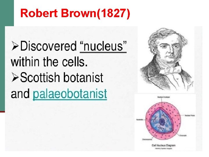 CELL THEORY A Brief History n All life