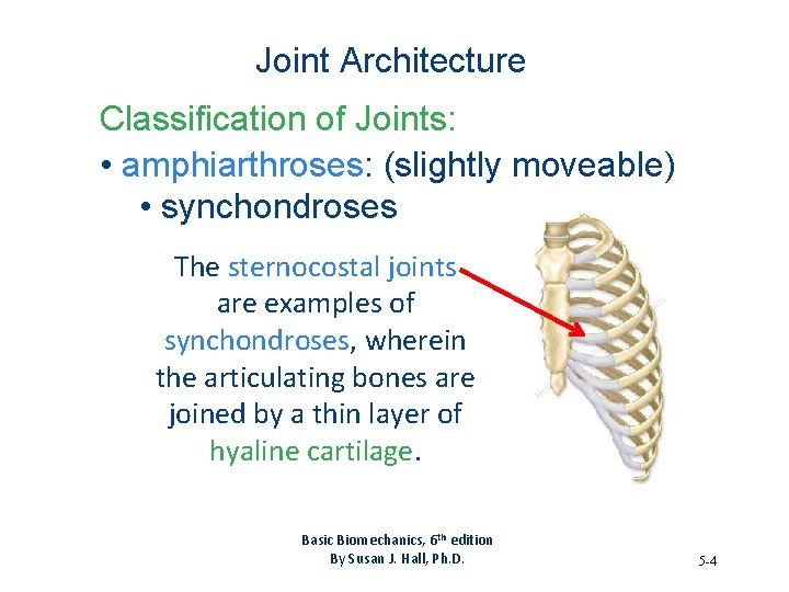 Chapter 5 The Biomechanics of Human Skeletal Articulations
