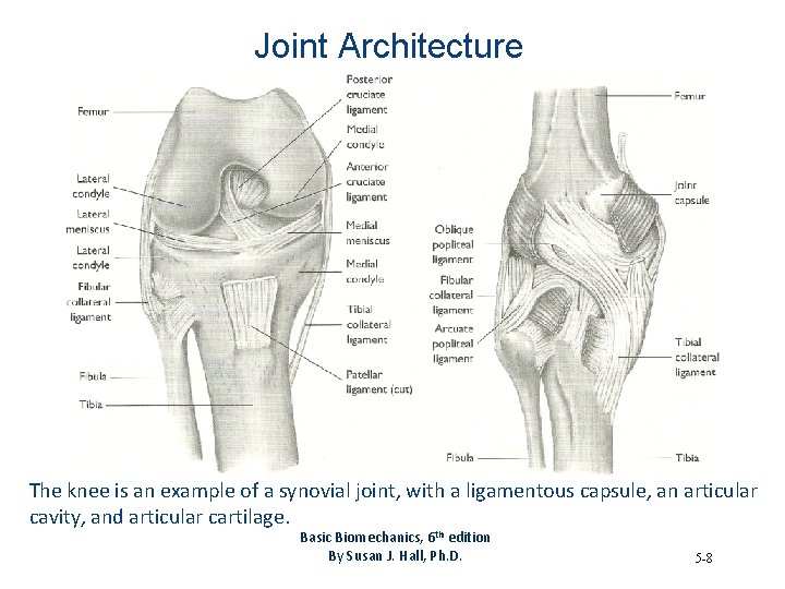Chapter 5 The Biomechanics of Human Skeletal Articulations