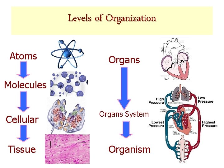 Anatomy Physiology to cut apart Topics of Anatomy