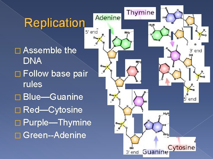 RNA Transcription and Translation Replication Assemble the DNA