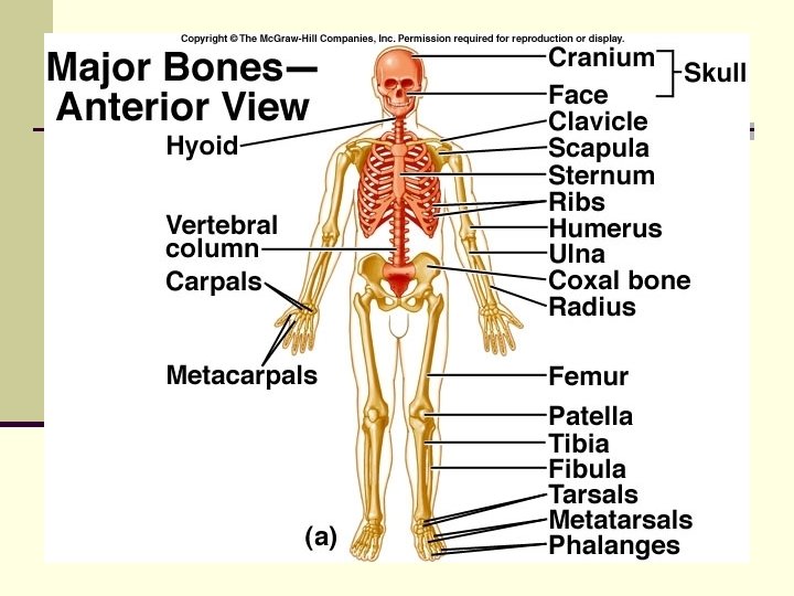 Bones Notes Skeletal System n Bones skeleton n