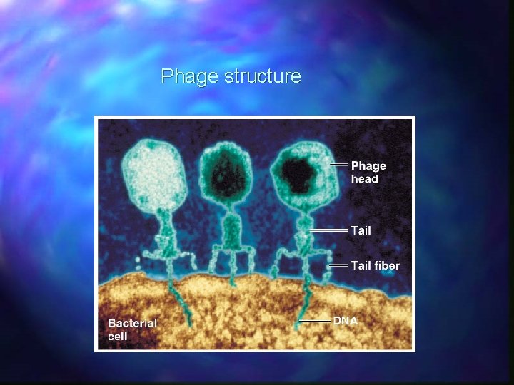 DNA and Its Role in Heredity Molecular Basis